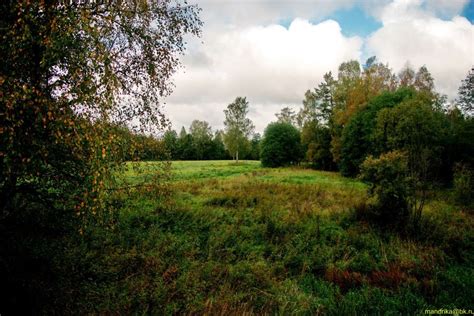 На опушке леса На опушке леса Фотография на