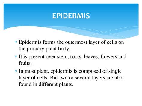 Solution Epidermis Outer Layer Of Skin Layers Functions And