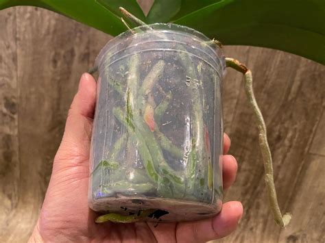 Phalaenopsis Dtps Yu Pin Dream Girl ‘pink 4 5” Pot Everything Orchids