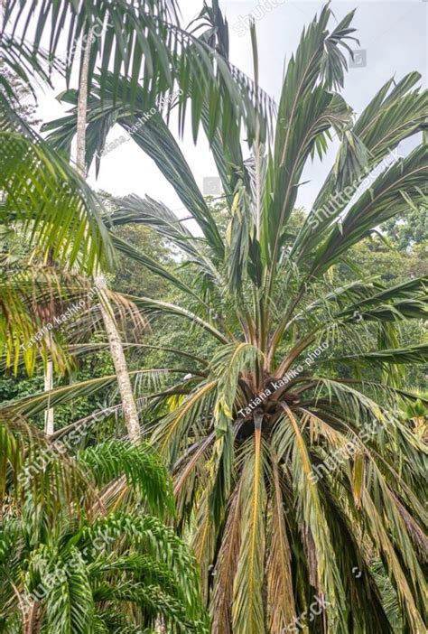Palm Tree Identification Discussing Palm Trees Worldwide Palmtalk