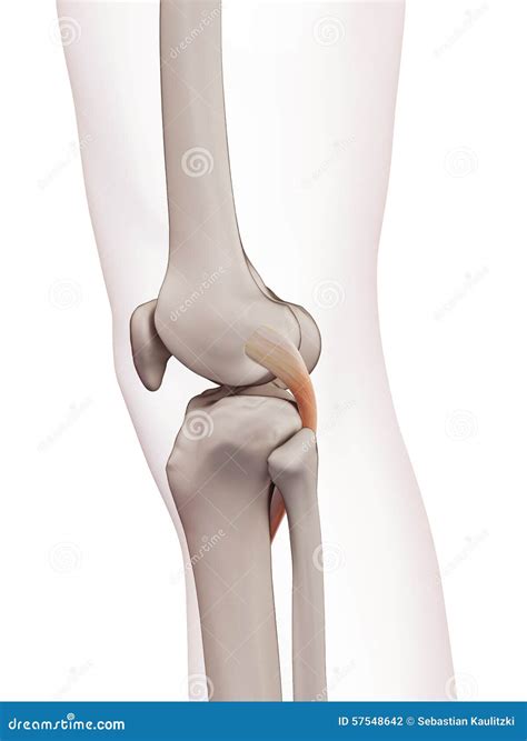 The Popliteus Stock Illustration Illustration Of Muscle 57548642