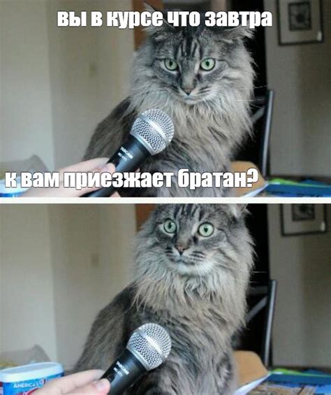 Сomics Meme вы в курсе что завтра к вам приезжает братан Comics Meme