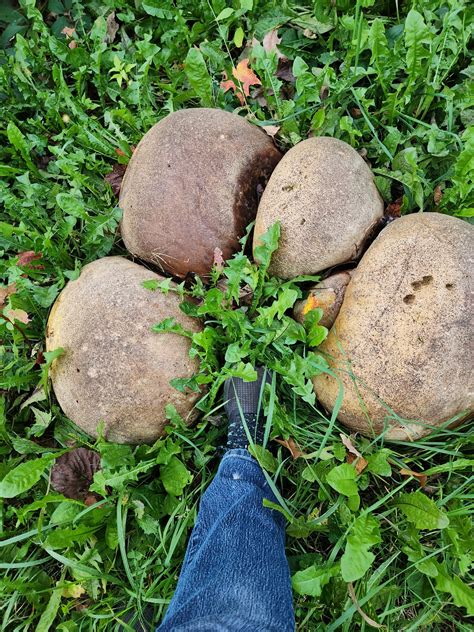 Giant Puffball Mushrooms A Rarity For Bay Lake Area Woman Brainerd