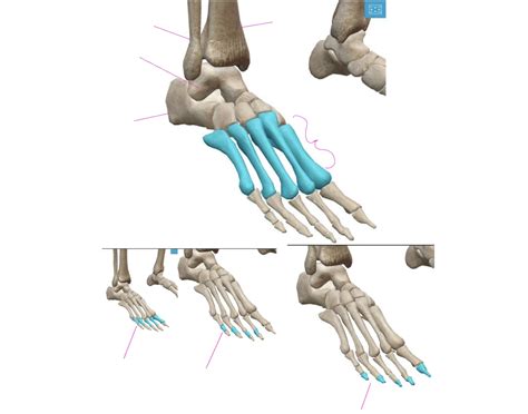 Appendicular Skeleton Part 5 Quiz