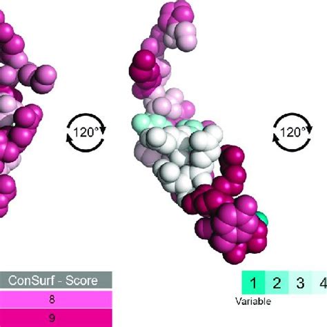 Evolutionary Conservation Analysis Amino Acid Conservation Analysis Of