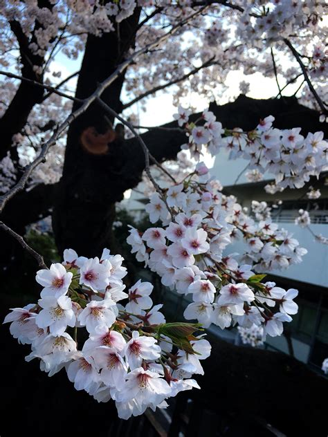桜に気付かされること 日本習字芹が谷1丁目教室