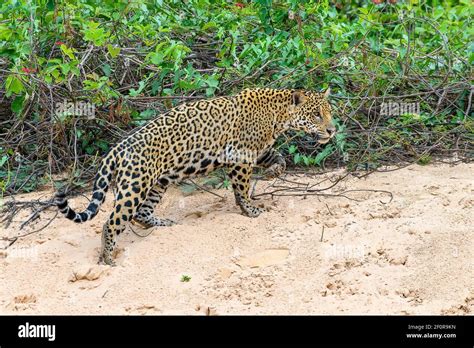 Jaguar Panthera Onca Has Discovered Something Matto Grosso Do Sul