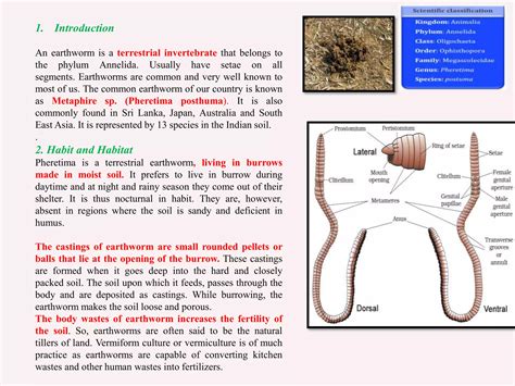 Earthworm Digestive And Circulatory System