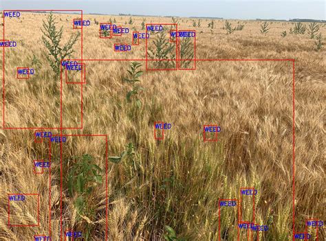Weed Detection Clearspot Ai