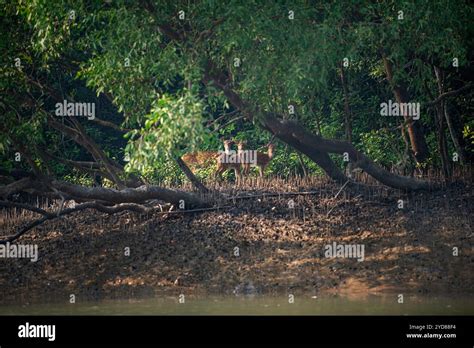 World Largest Mangrove Forest Sundarbans Famous For The Royal Bengal