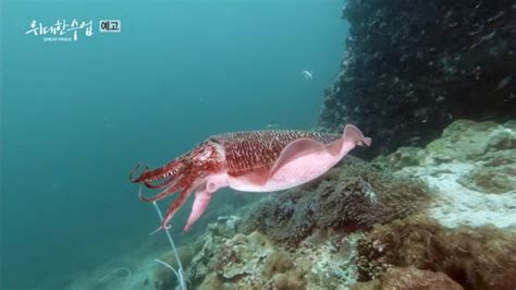 리처드도킨스 이기적 유전자 저자의 강의 당신이 몰랐던 진화론 Ebs 위대한 수업 그레이트 마인즈에서 만나보세요 914~920 네이버 블로그