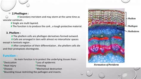 Secondary Growth Of Plant Pptx