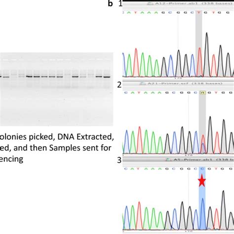 Sanger Sequencing Of Clones After Crisprcas9 A Agarose Gel B