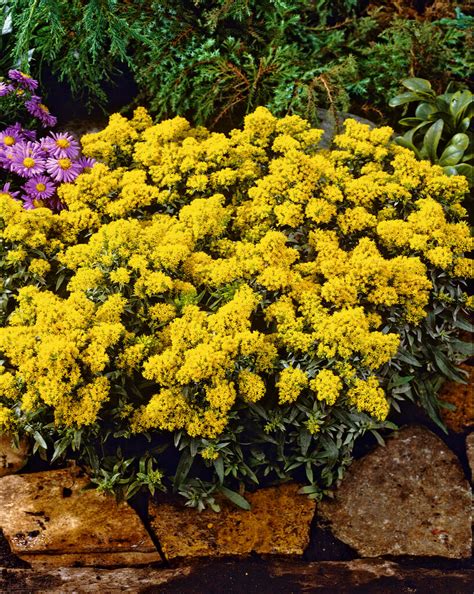 Solidago Goldenmosa Uk