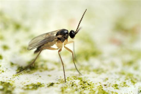 Fungus Gnats How To Get Rid Of Fungus Gnats In Houseplants The Old Farmers Almanac