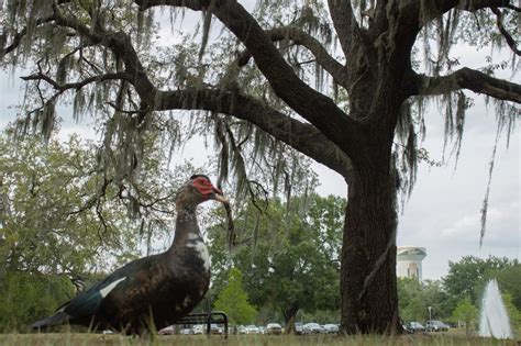 Summer Housing R Fau