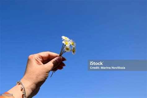 다섯 개의 작은 데이지가 여자의 손을 들어 올렸다 푸른 하늘 여름날에 대한 데이지의 작은 꽃다발 클로즈업 공간을 복사합니다 개화기에 대한 스톡 사진 및 기타 이미지 Istock