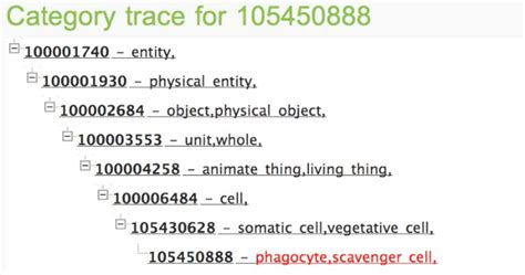 Hypernym Hierarchy Classifying Phagocyte As A Physical Entity