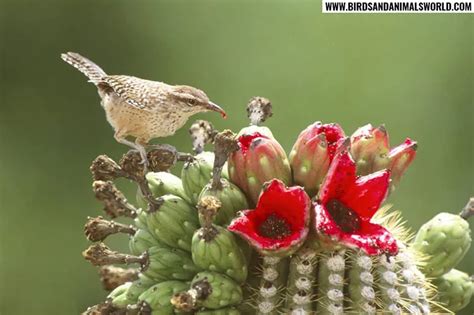 Cactus Wren Bird Facts Habitat Diet Behavior And Conservation