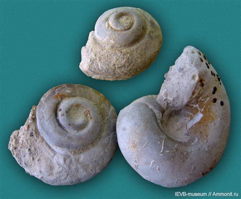 Гастропода Glabrocingulum sp. - ГАСТРОПОДЫ
