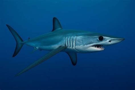Longfin Mako Shark Dino Bracket
