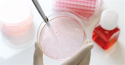 Are Your Cell Cloning Experiments Saving You Time And Resources Discover A Smarter Way