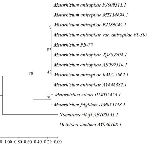 Phylogenetic Tree Evolutionary Relationships Of Taxa Obtained By The