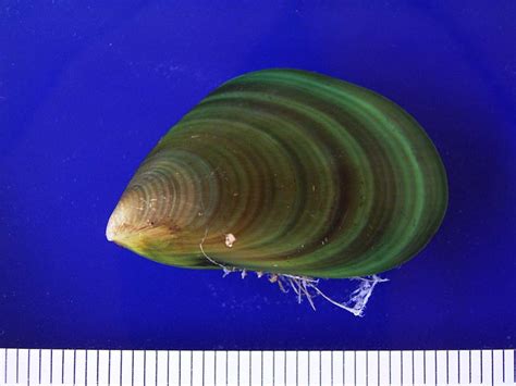 ミドリイガイ Perna Viridis 1