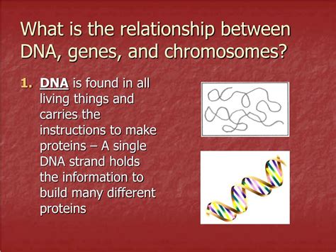 Ppt Notes Dna Genes And Chromosomes Powerpoint Presentation Free