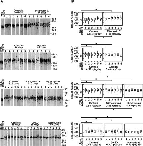 The Expanded Cag · Ctg Repeat Continues To Expand In Chemically Download Scientific Diagram