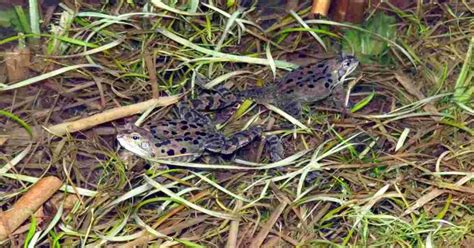 Common Frog Behavior Animalbehaviorcorner