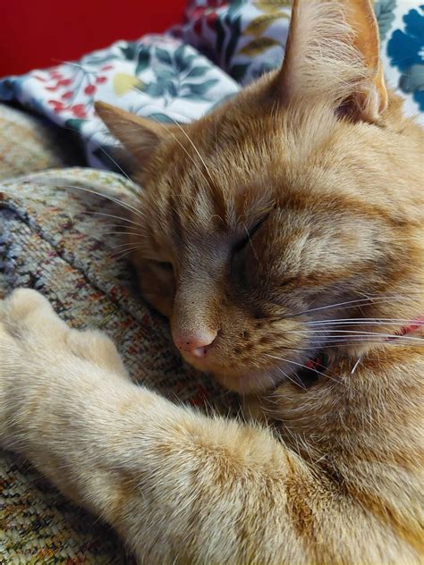 I Love My Ginger Sweetheart 🤎 R Gingercats