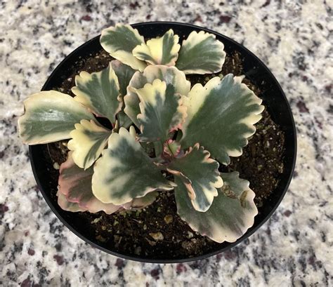 Variegated Kalanchoe Sexangularis Rsucculents