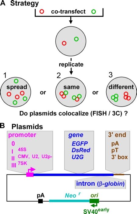 Approach A Plasmids Were Cotransfected Into Cells Where They