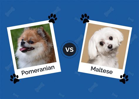 Pomeranian Vs Maltese The Differences With Pictures Hepper Pet