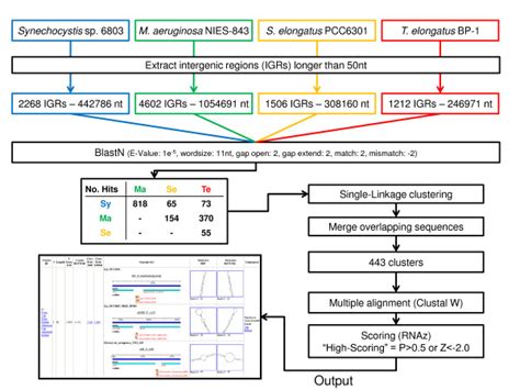 Pipeline For Comparative Prediction Of Rna Elements And Ncrnas Download Scientific Diagram