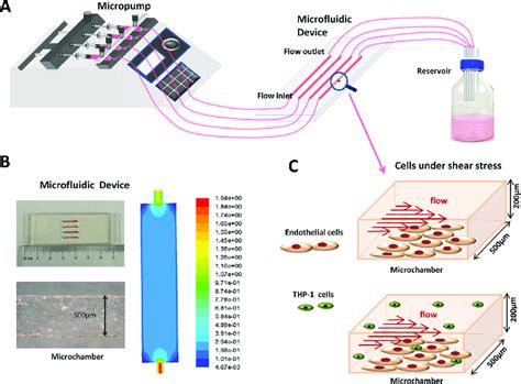 Schematic Diagram Of The Controllable And Steady Fluid Flow Induced Download Scientific Diagram