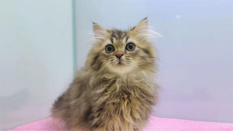 페르시안 왕자 분양 499000원 말티푸성격 단모치와와분양 아기강아지 수원고양이무료분양 시바견분양가 아비시니안고양이 말티즈수명 부천강아지분양 강아지무료분양 고양이