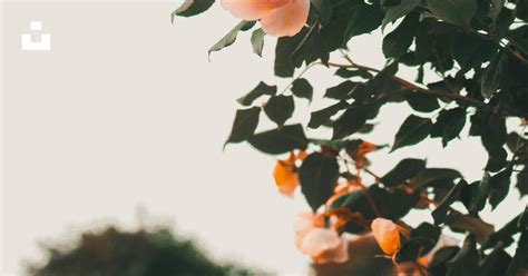 낮에는 주황색 꽃잎이 피는 꽃 사진 Unsplash의 무료 영국 이미지