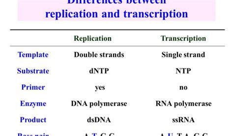 Difference Between Template And Coding Strand Transcription And Post Transcription Modification