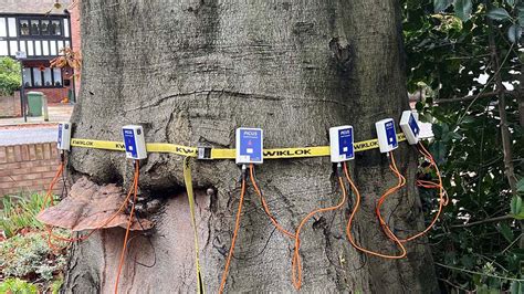 Tree Decay Detection In London Tree Health Assessment