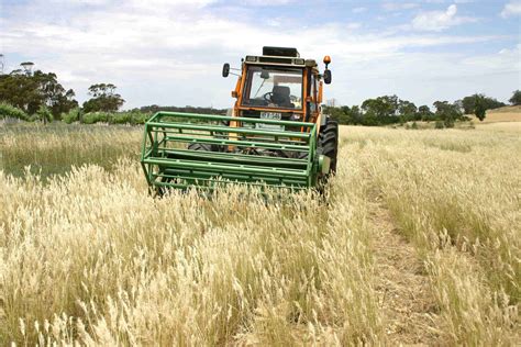 Native Seed Collection In Mine Site Rehabilitation Atlantech