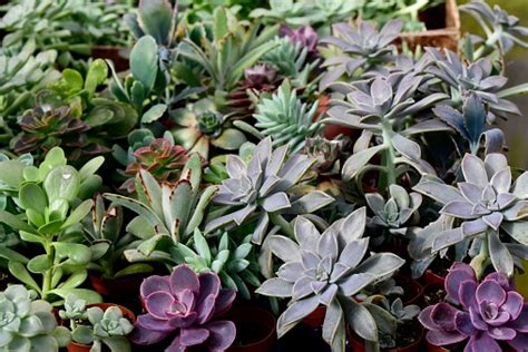 다양한 다육 식물의 근접 촬영 유령 식물 에키베리아 펄 폰 뉘른베르크 옥 식물 0명에 대한 스톡 사진 및 기타 이미지 0명 녹색 다양 Istock