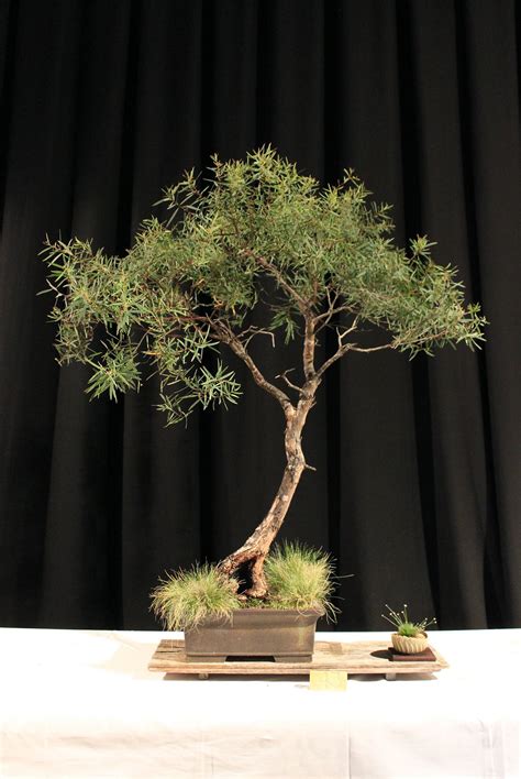 Eucalyptus Amygdalina Tasmanian Black Peppermint 100 Seeds Lgafs