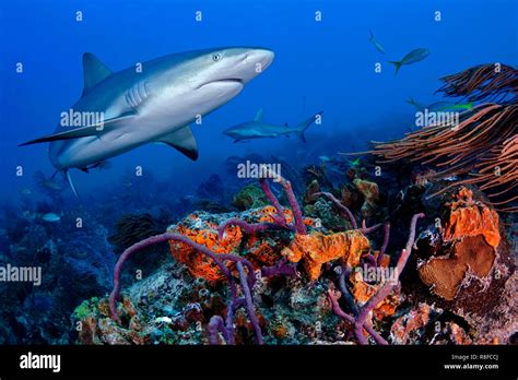 Caribbean Reef Sharks Carcharhinus Perezi Swimming Over A Coral Reef