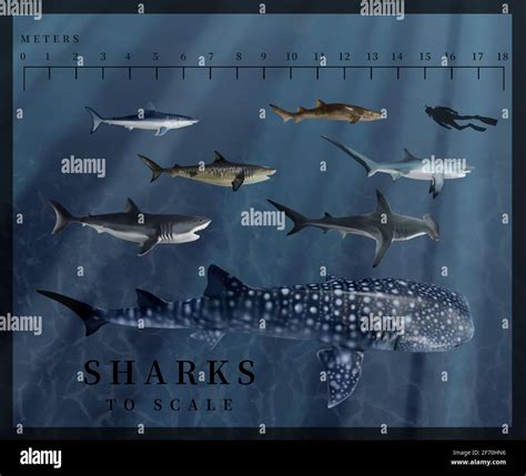Whale Shark Size Comparison To Human Extinct Shark Vs Whale Size