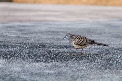 Bird Dove Java Free Photo On Pixabay Pixabay