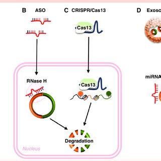 Biogenesis And Function Of Circular RNAs CircRNAs Linear Splicing Download Scientific
