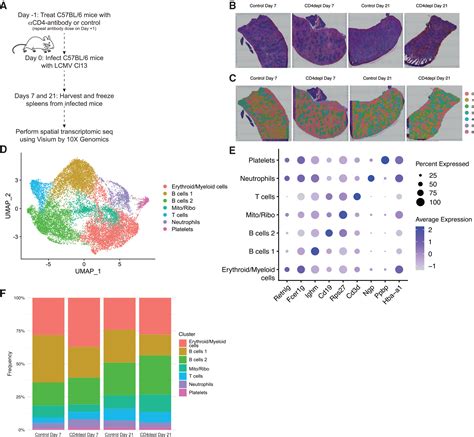 Spatial Transcriptomics Demonstrates The Role Of Cd4 T Cells In Effector Cd8 T Cell