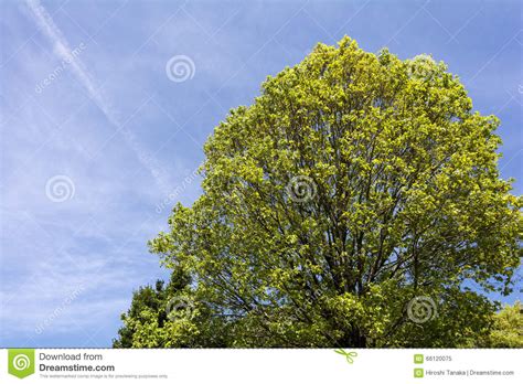 Quercus Serrata Bark And Leaves Royalty Free Stock Photo CartoonDealer Com 180657579